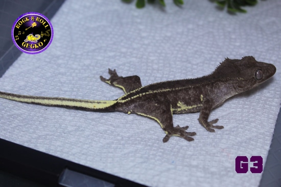 G3 Axanthic Lily White Crested Gecko by Rock N Roll Gecko