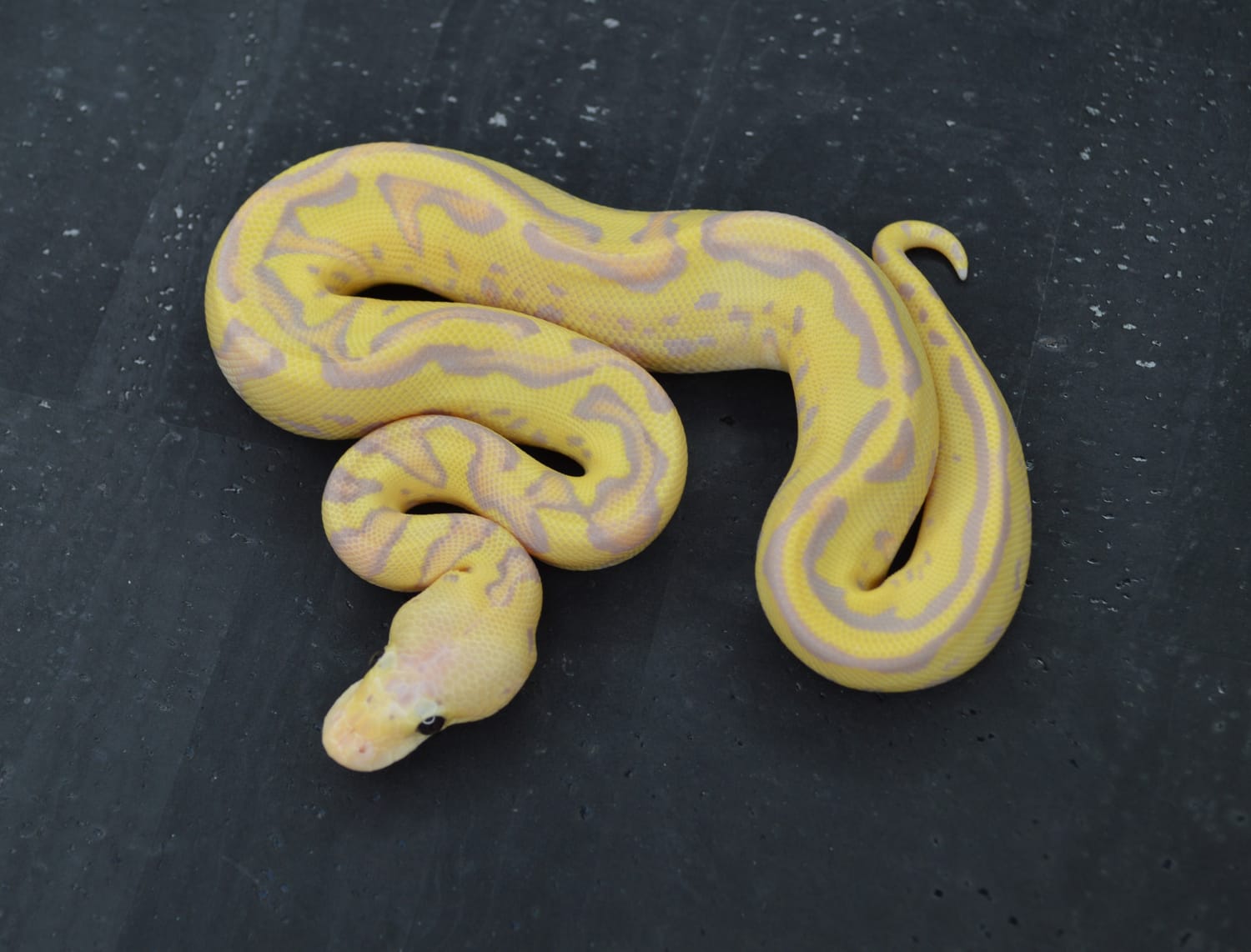 Firefly Banana Clown + ? Ball Python by SC-Reptiles - MorphMarket