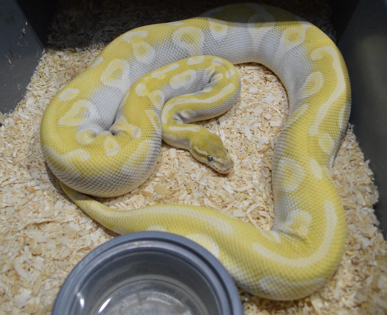 Crystal Ball Python by SC-Reptiles - MorphMarket