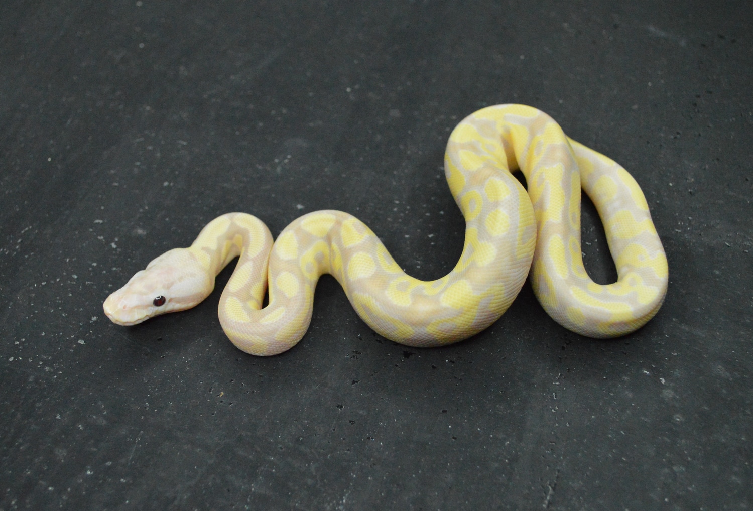 Firefly? Banana 100% HET Genetic Stripe 50% HET Clown Ball Python by SC ...