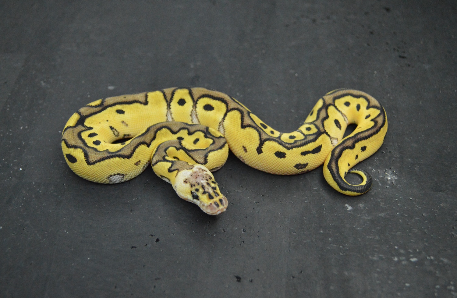 Pastel Clown 66% HET Genetic Stripe Pos Motley Ball Python by SC ...