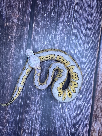 Bongo Spotnose Lesser Pastel Clown Ball Python by SC-Reptiles