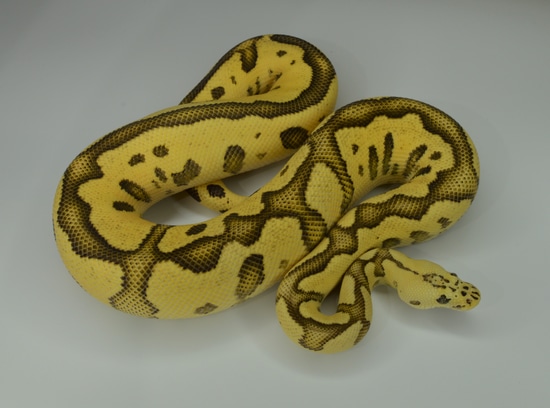Leopard Firefly Clown Ball Python by SC-Reptiles