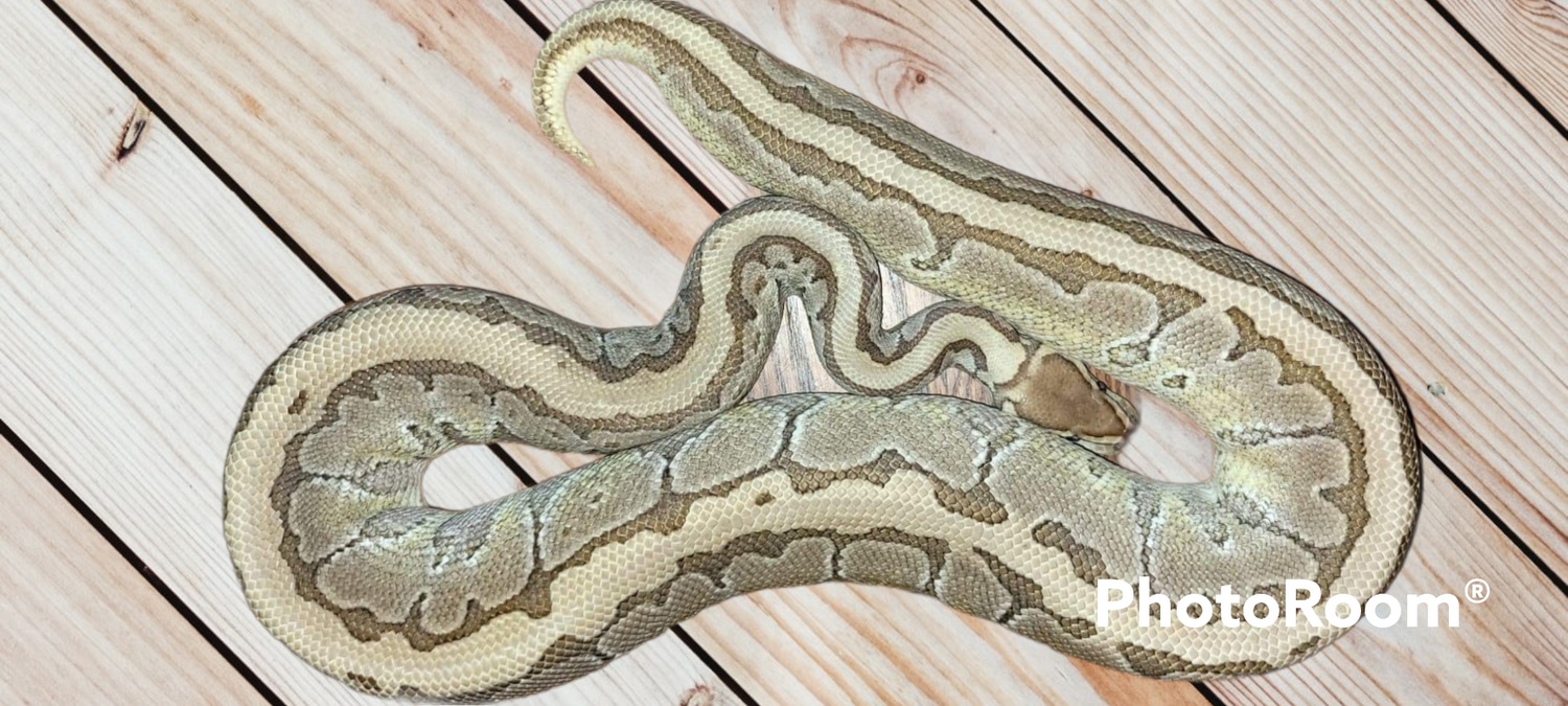 Kingpin Ball Python by Roberts Royals - MorphMarket