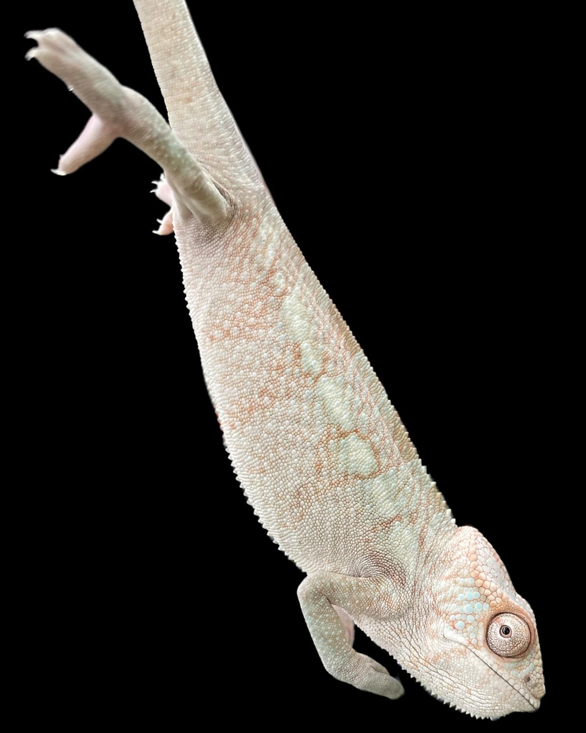 Ybbb Ambilobe Panther Chameleon by Chi-Town Chameleons - MorphMarket