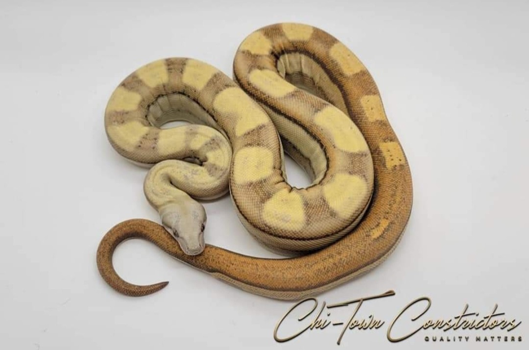 PROVEN VPI Motley Jungle KeyWest Boa Constrictor by Chi-Town Constrictors - MorphMarket