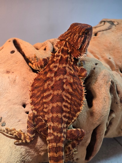 Red Monster Het Hypo Het Trans Central Bearded Dragon by Chi ...