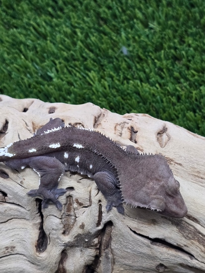 Visual Axanthic Crested Gecko by Chi-TownDragons & Exotics
