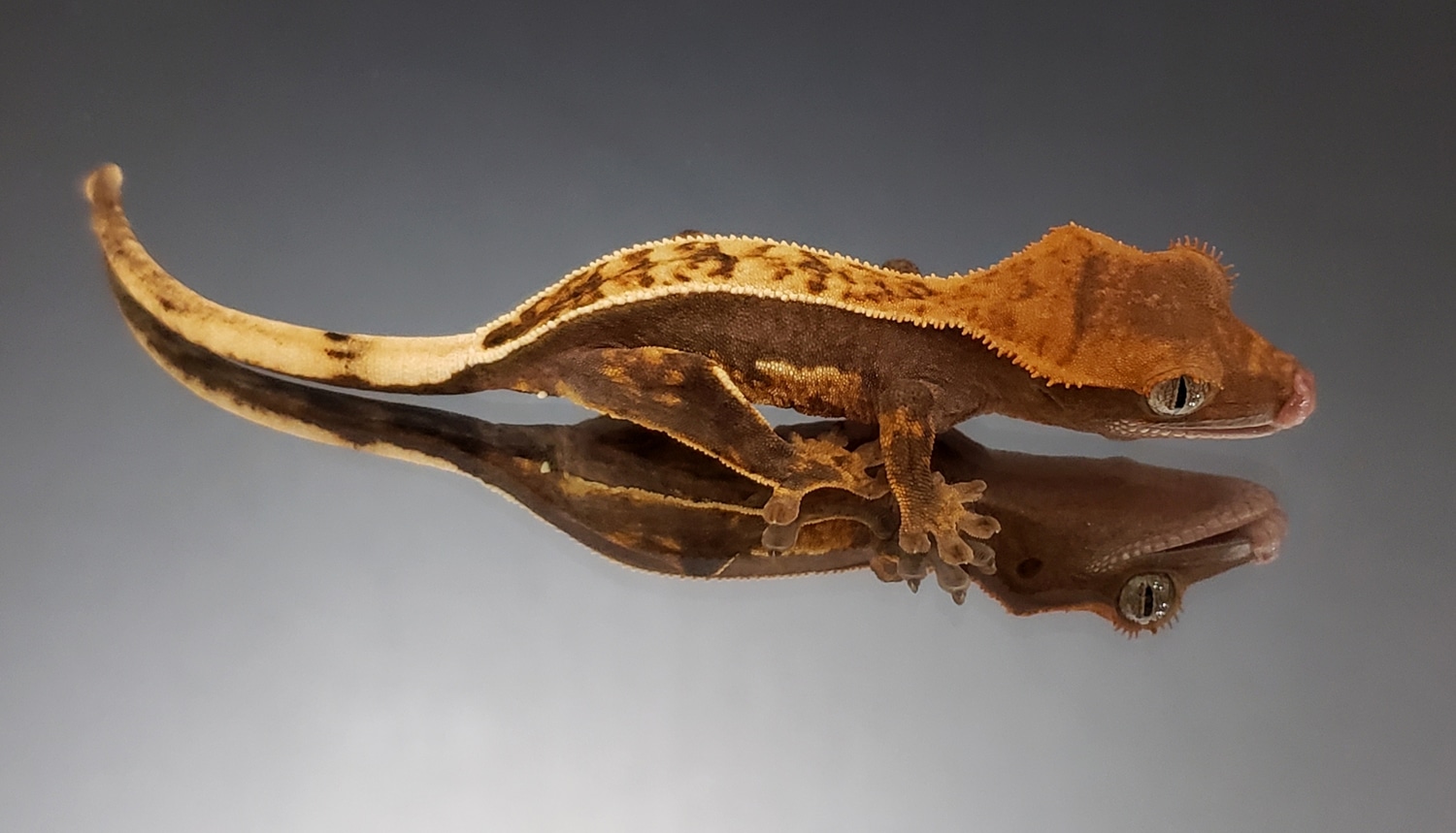 Video Free Ship 50% Het Axanthic Pinstripe Crested Gecko by Method Noir ...