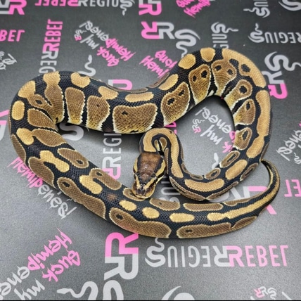 Rainbow Royal Pythons - MorphMarket
