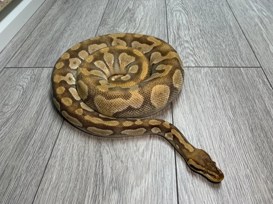 2016 Proven Pastel Mojave Enchi Ball Python by Rainbow Royal Pythons