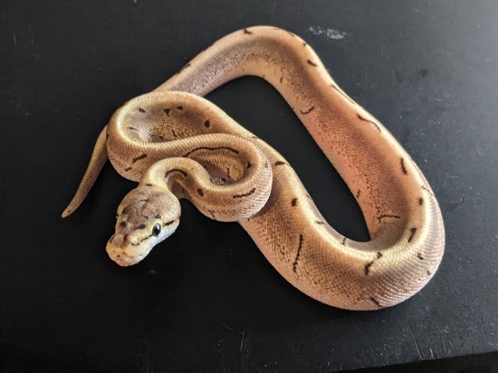 Pinstripe Spider Ball Python by Astrological Serpents