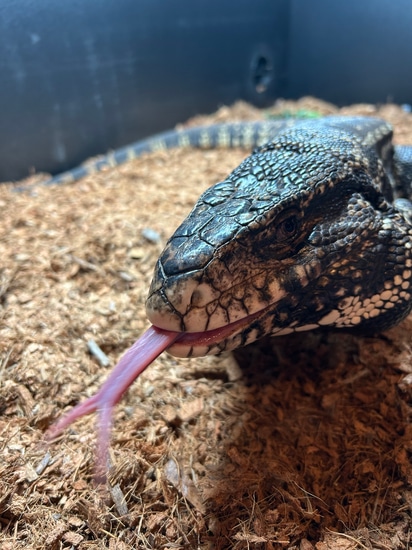 Black And White Tegu Argentine Tegus by Multi Morph Reptiles