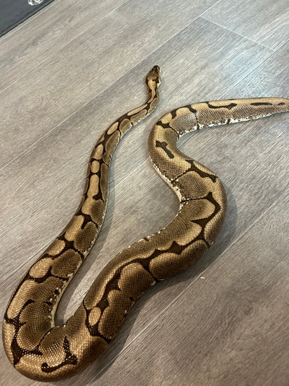 Spider Enchi Ball Python by Multi Morph Reptiles