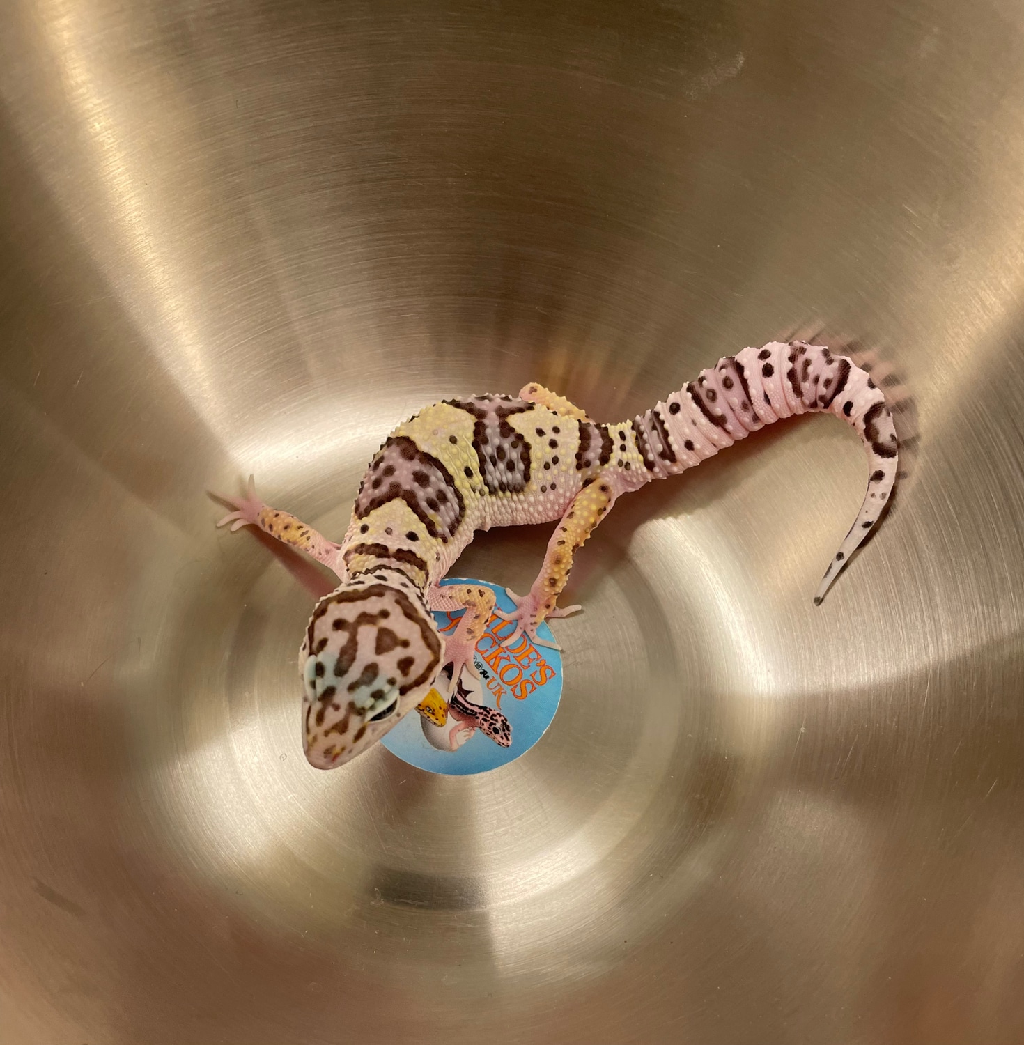 Mack Snow Leopard Gecko by Chloes Geckos UK - MorphMarket