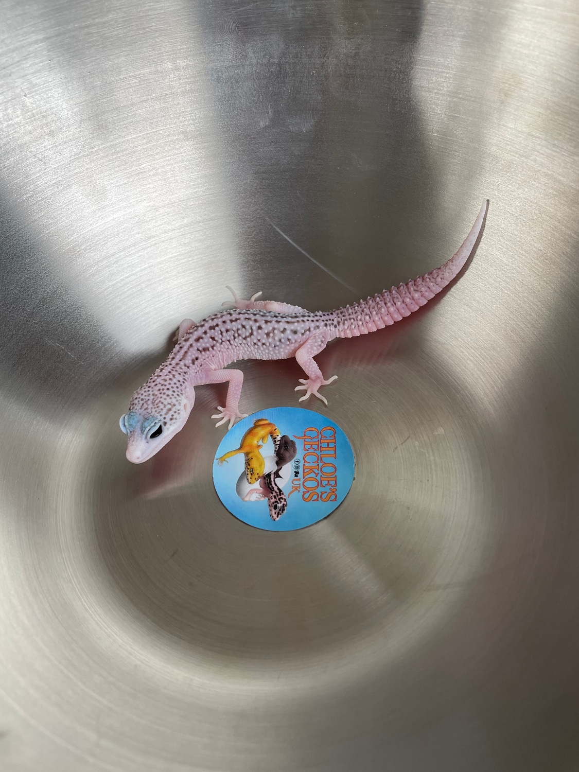 Super Mack Snow Eclipse 50% Het Blizzard 50% Het Tremper Albino Leopard ...