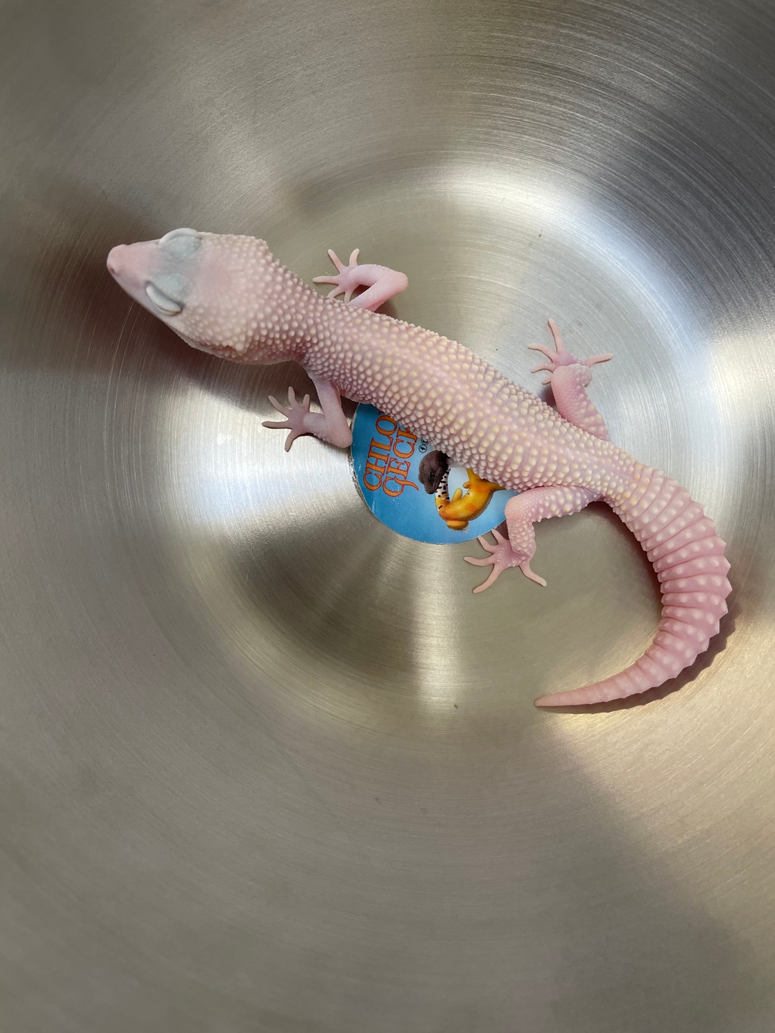 Diablo Blanco Leopard Gecko by Chloes Geckos UK - MorphMarket