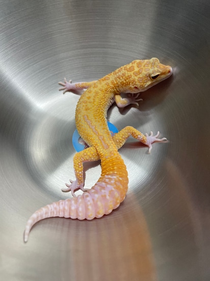 Raptor Leopard Gecko by Chloes Geckos UK
