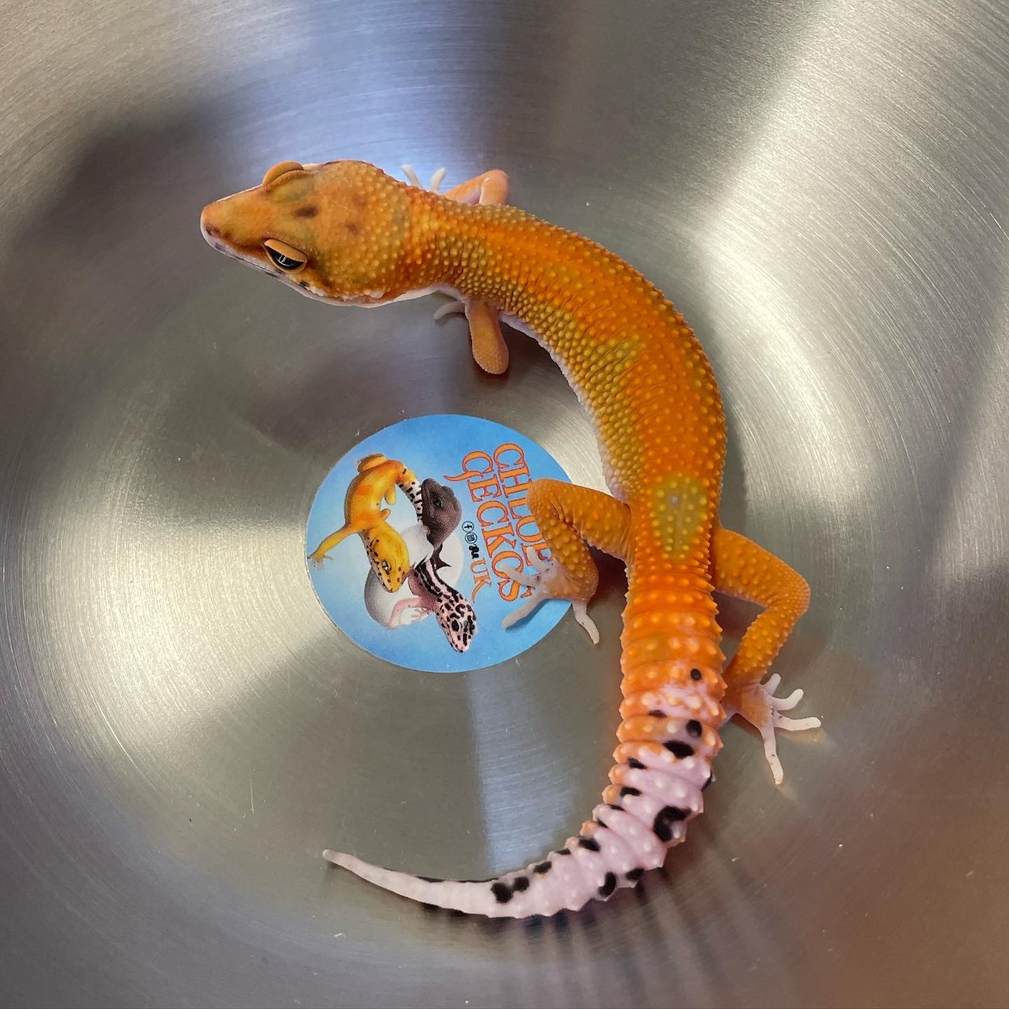 Green And Tangerine 50% Het Tremper Albino 50% Het Eclipse Leopard ...
