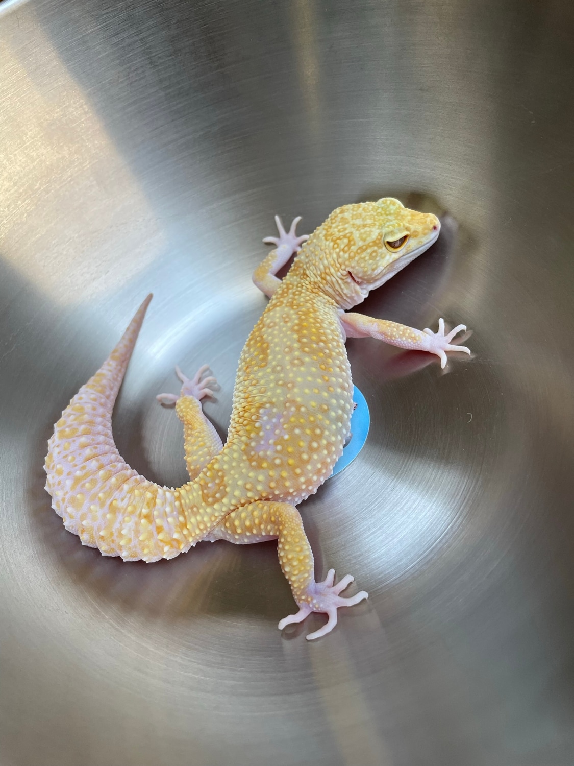 White And Yellow Tremper Albino Het Eclipse Het Murphy Patternless ...