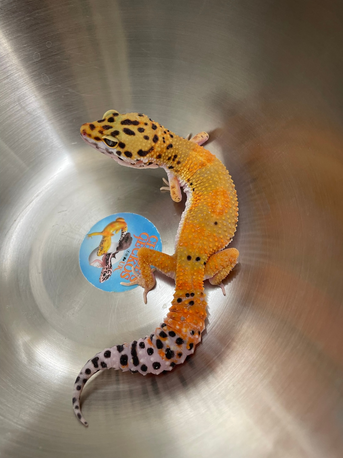 Green & Tangerine Het Tremper Albino 50% Het Eclipse Leopard Gecko by ...