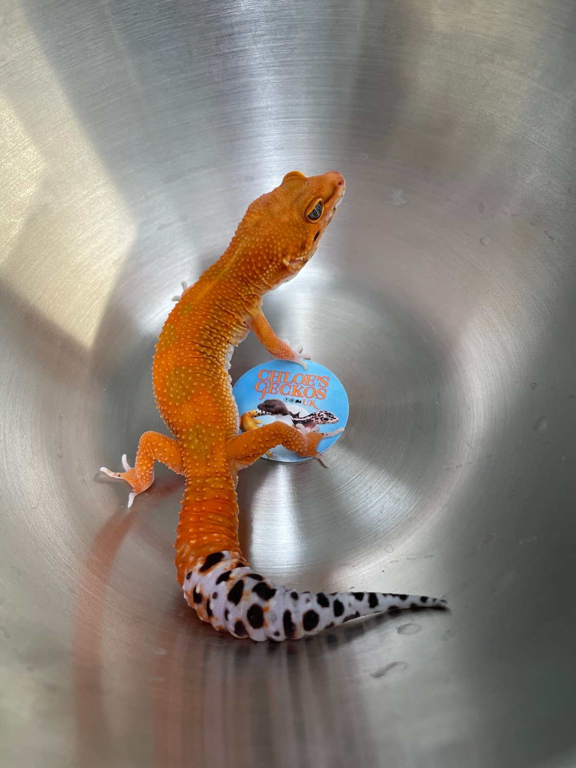 Green And Tangerine Het Tremper Albino 50% Het Eclipse Male Leopard Gecko by Chloes Geckos UK ...