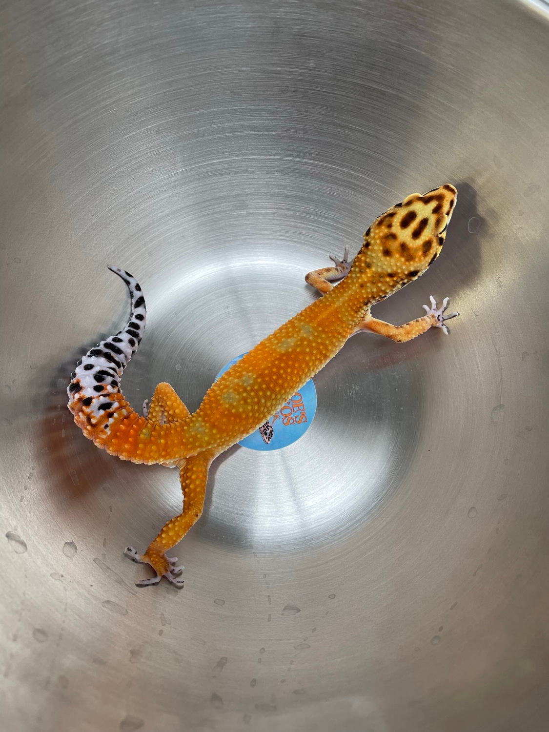 Green And Tangerine X G Project Leopard Gecko by Chloes Geckos UK ...