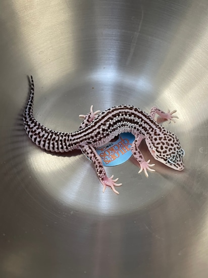 Super Mack Snow 66% Het Eclipse 66% Het Tremper Albino Leopard Gecko by ...