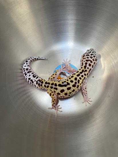 Jungle Mack Snow 50% Het Eclipse 50% Het Tremper Albino 50% Het ...