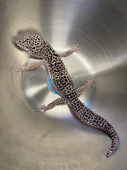 Mack Snow Het Eclipse 50% Het Blizzard Patternless And Tremper Albino ...