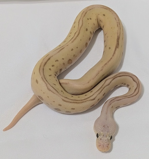Pastel Scarecrow (Poss Lace) Ball Python by Choice Exotics LLC
