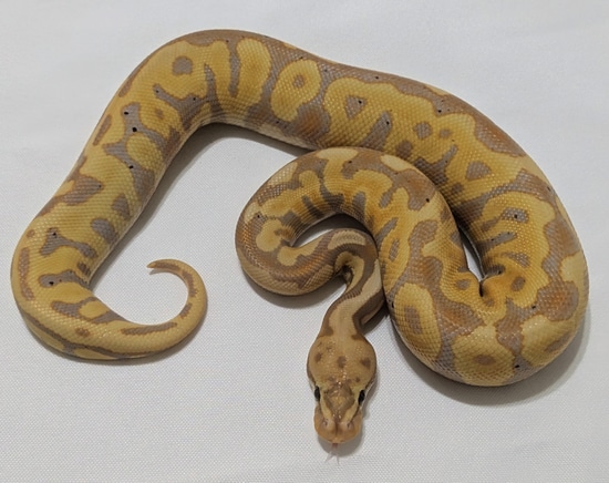 Banana Leopard Spotnose (Poss Lace) 66% Het Clown Ball Python by Choice Exotics LLC