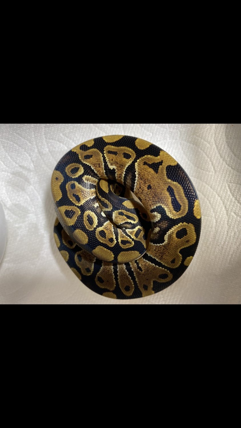 Normal Ball Python by NCF Morphs - MorphMarket