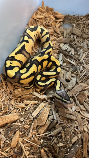 Pastel Enchi YB/asphalt Ball Python by Twisted Balls pythons