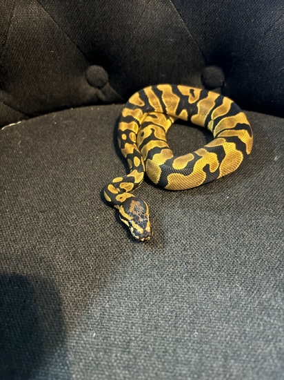 Acid OD Blade 100% Het Clown Ball Python by Twisted Ball python