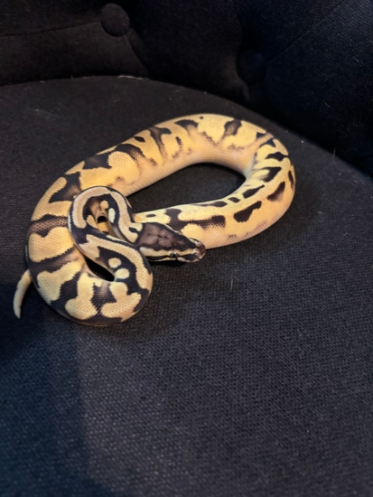 HIOD Super Pastel 100% Het Pied 50% Het DG VPI Clown Ball Python by ...