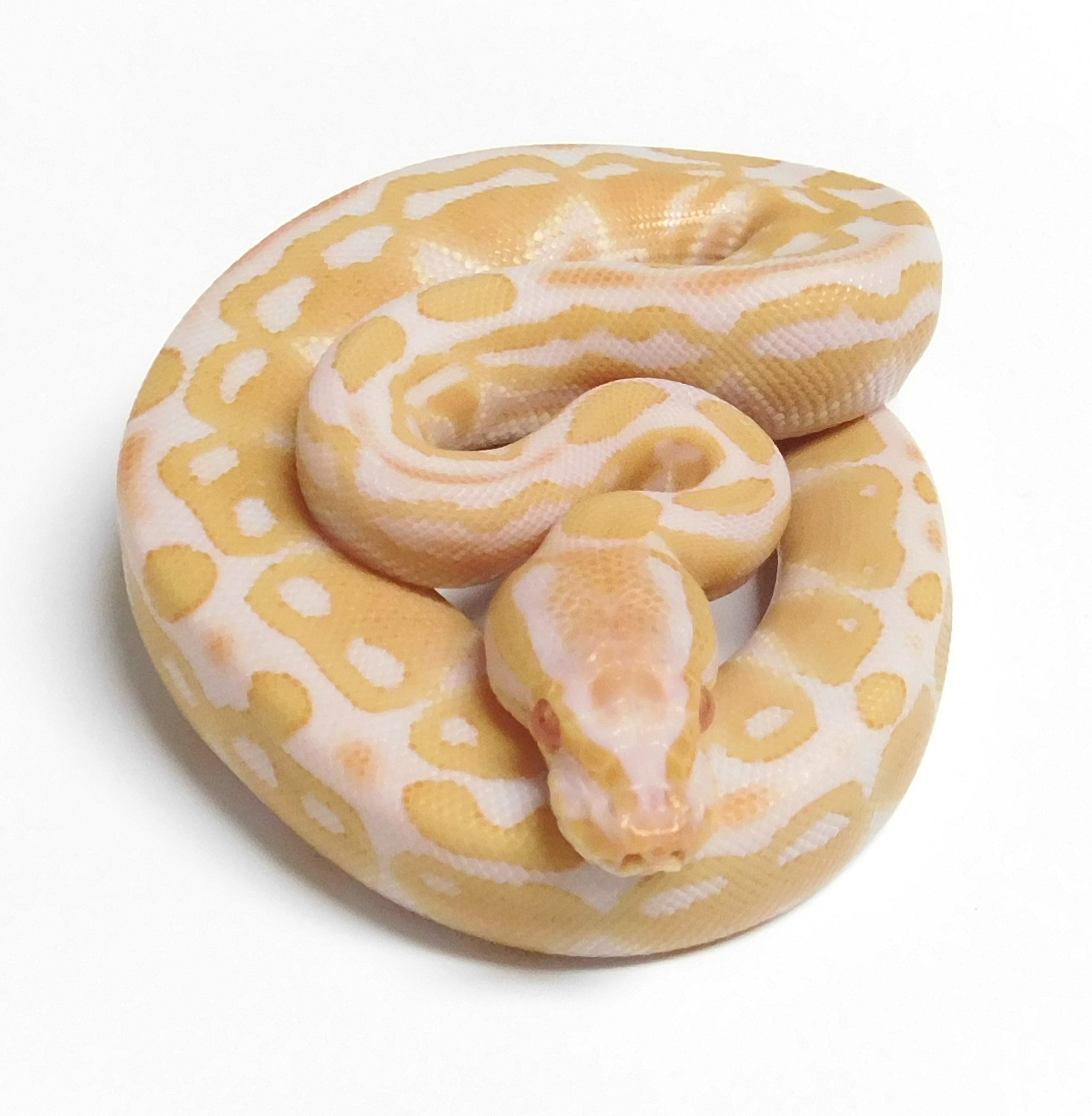 Albino 100% Het Genetic Stripe Ball Python by Original Sin Serpents ...