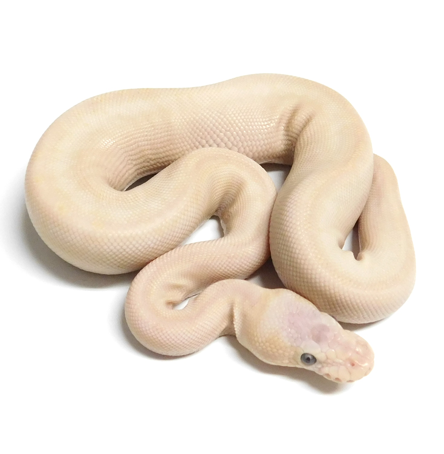 Bamboo Mystic Pinstripe Spider Ball Python by Original Sin Serpents ...