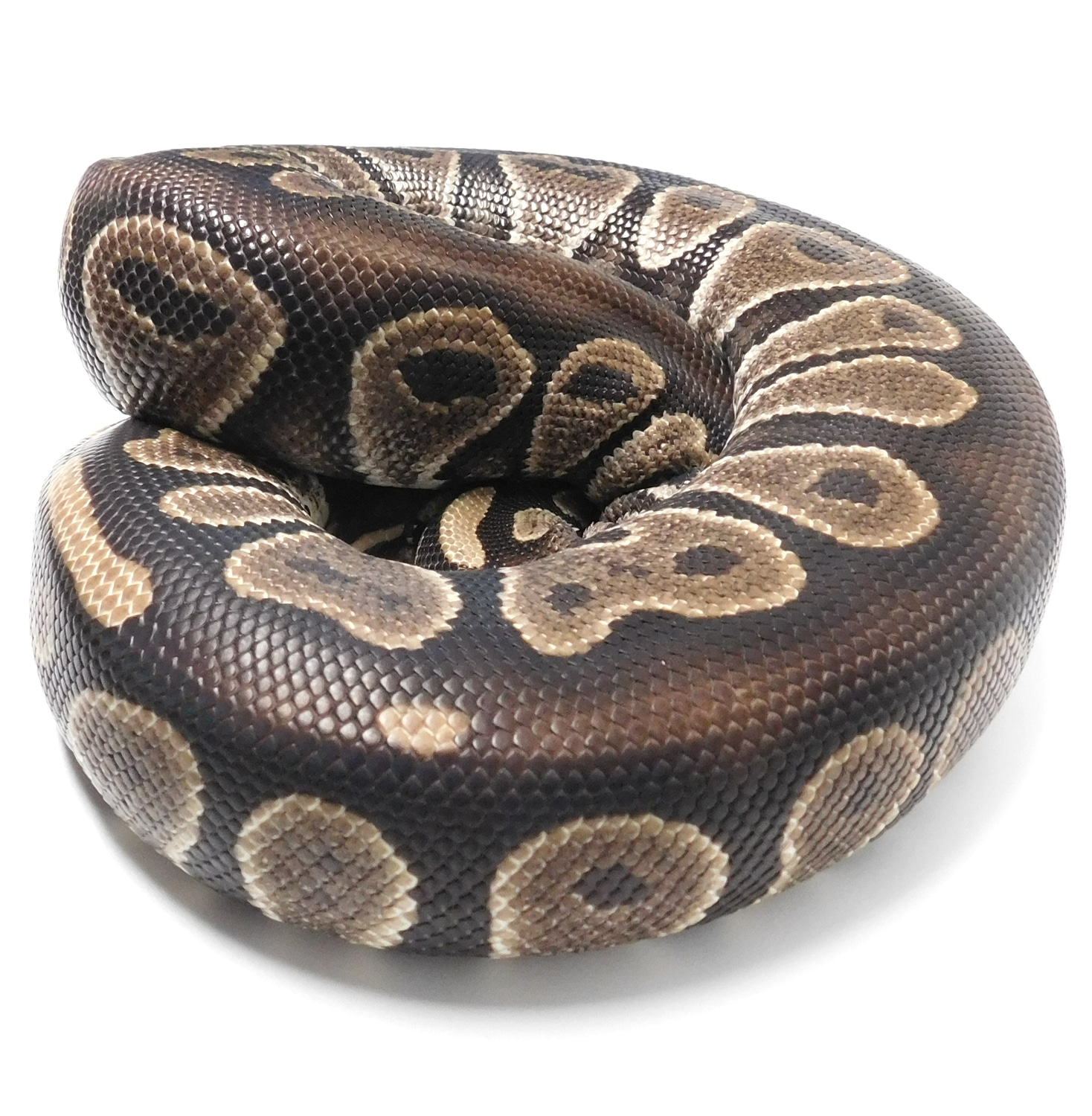 Chocolate Ball Python by Original Sin Serpents - MorphMarket