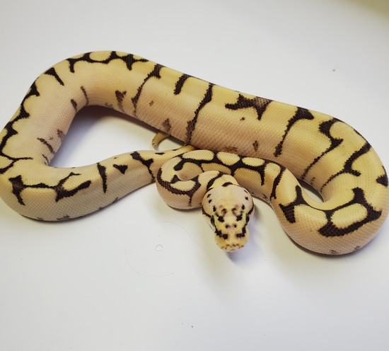 Fire Bee Ball Python by Chopper's Serpentarium LLC