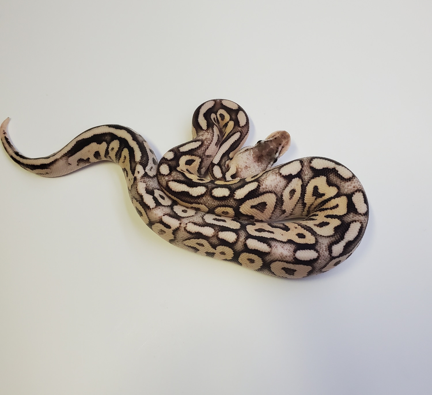 Fire Pewter Ball Python by Chopper's Serpentarium LLC - MorphMarket