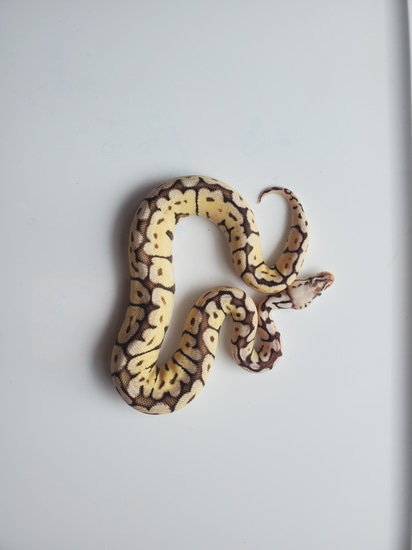 Fire Pewter Bee Ball Python by Chopper's Serpentarium LLC