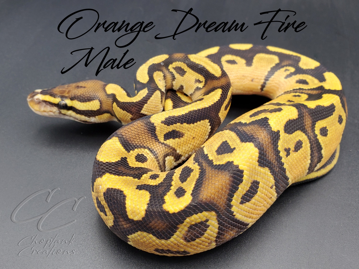 Orange Dream Fire Ball Python by Choptank Exotics - MorphMarket