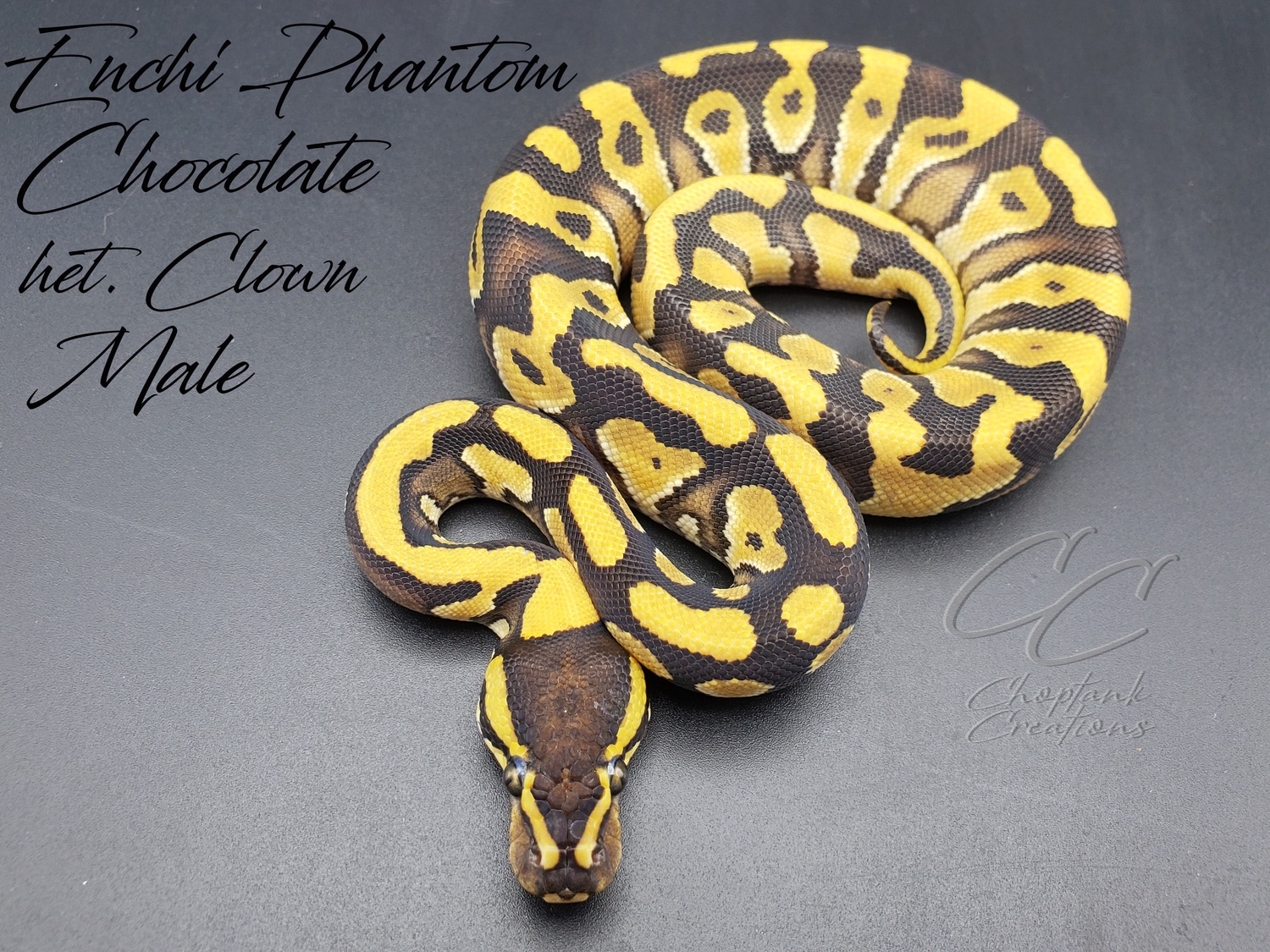 Chocolate Enchi Phantom Het Clown Ball Python by Choptank Exotics ...