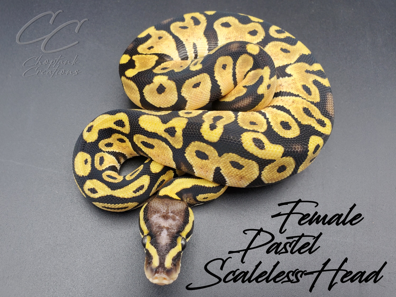 Pastel Scaleless Head Ball Python by Choptank Exotics - MorphMarket