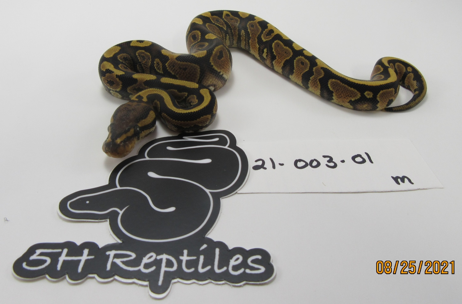 Yellow Belly Ball Python by 5H Reptiles - MorphMarket