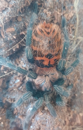 Green Bottle Blue Tarantula by First Source Exotics