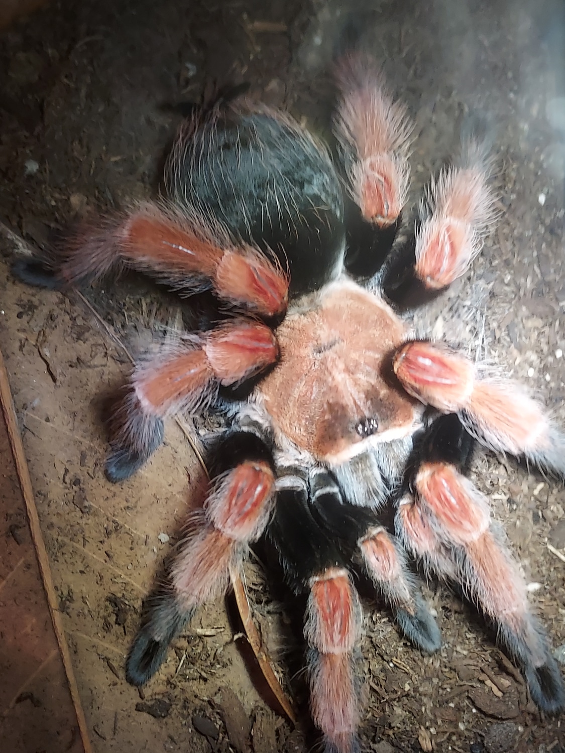 Mexican Fireleg Tarantula by First Source Exotics - MorphMarket