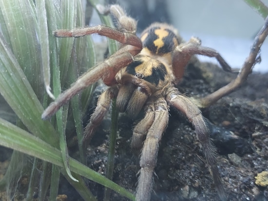 Pumpkin Patch Tarantula by First Source Exotics