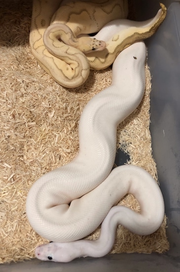 White Wedding Ball Python by Chrijos Creations